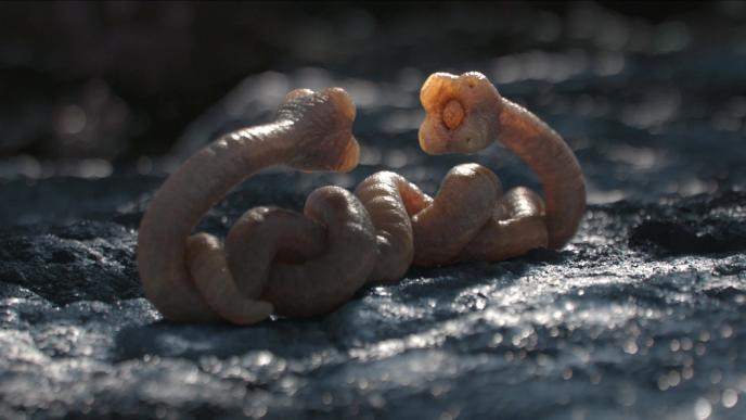 Alien Worlds | Framestore